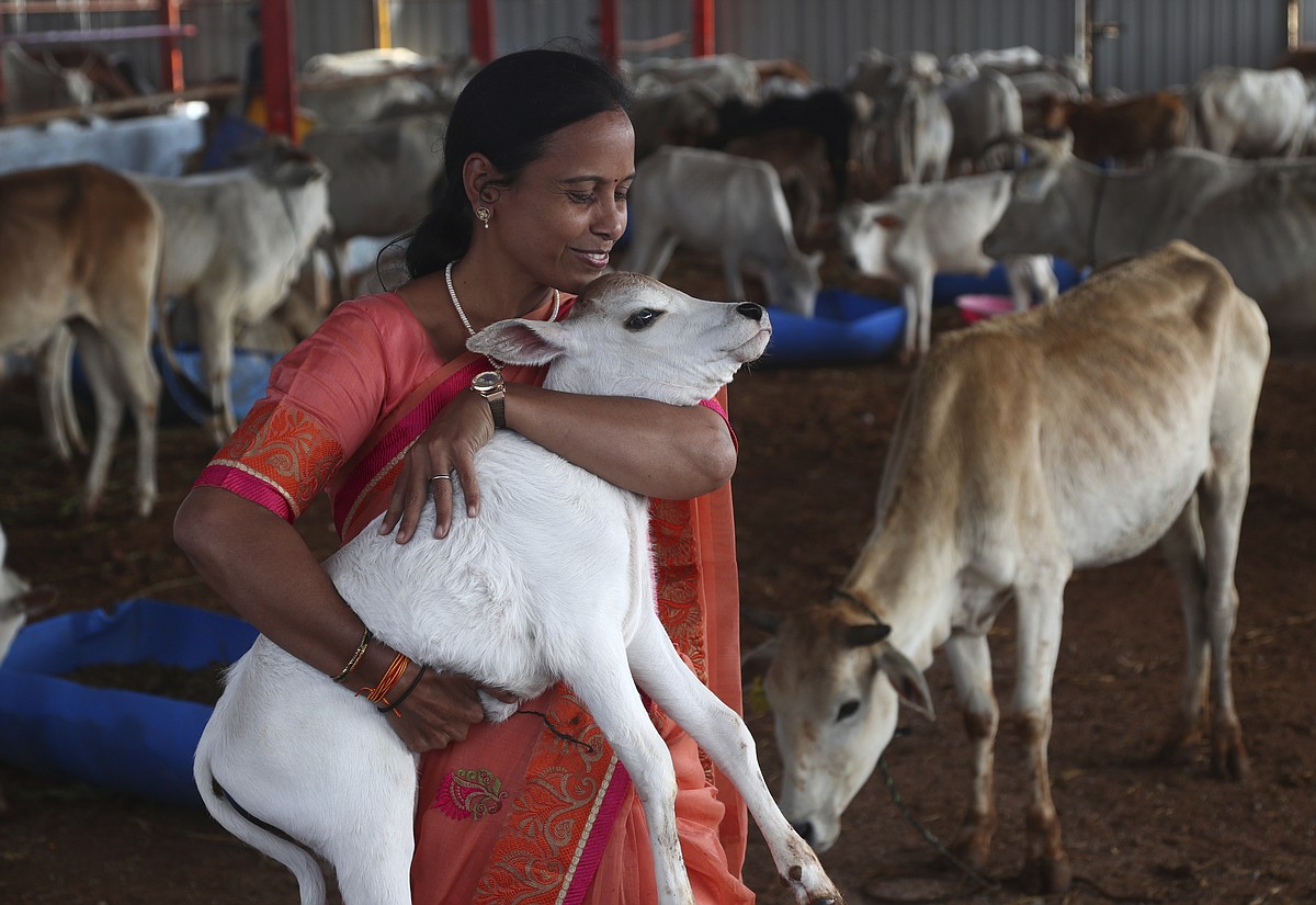 Indian government withdraws appeal to hug cows | Hot Springs Sentinel ...