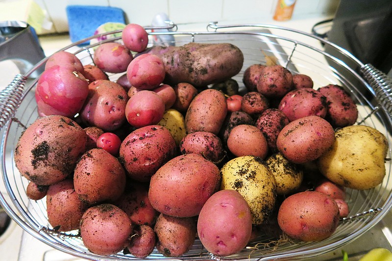 Tater time! Now is the time to plant potatoes, which are easy to grow ...
