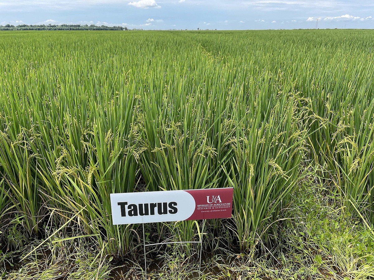 2 new varieties of rice increase in popularity | The Arkansas Democrat ...