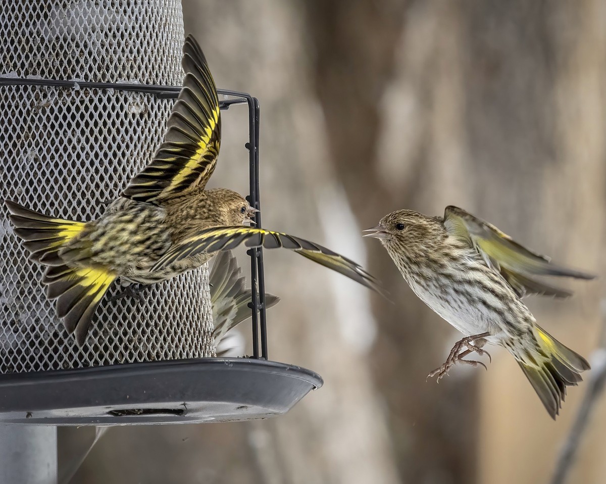 Gear, goods to celebrate birds and a big global count | Texarkana Gazette