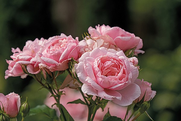 On Gardening: Benchmark year of fragrance with debut of Reminiscent and ...