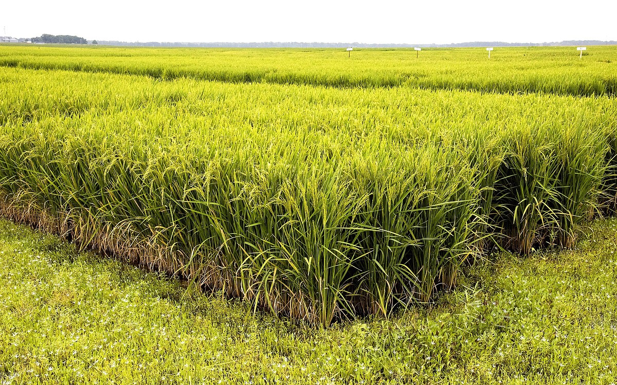UA gets grant to develop more resilient rice variety | The Arkansas ...