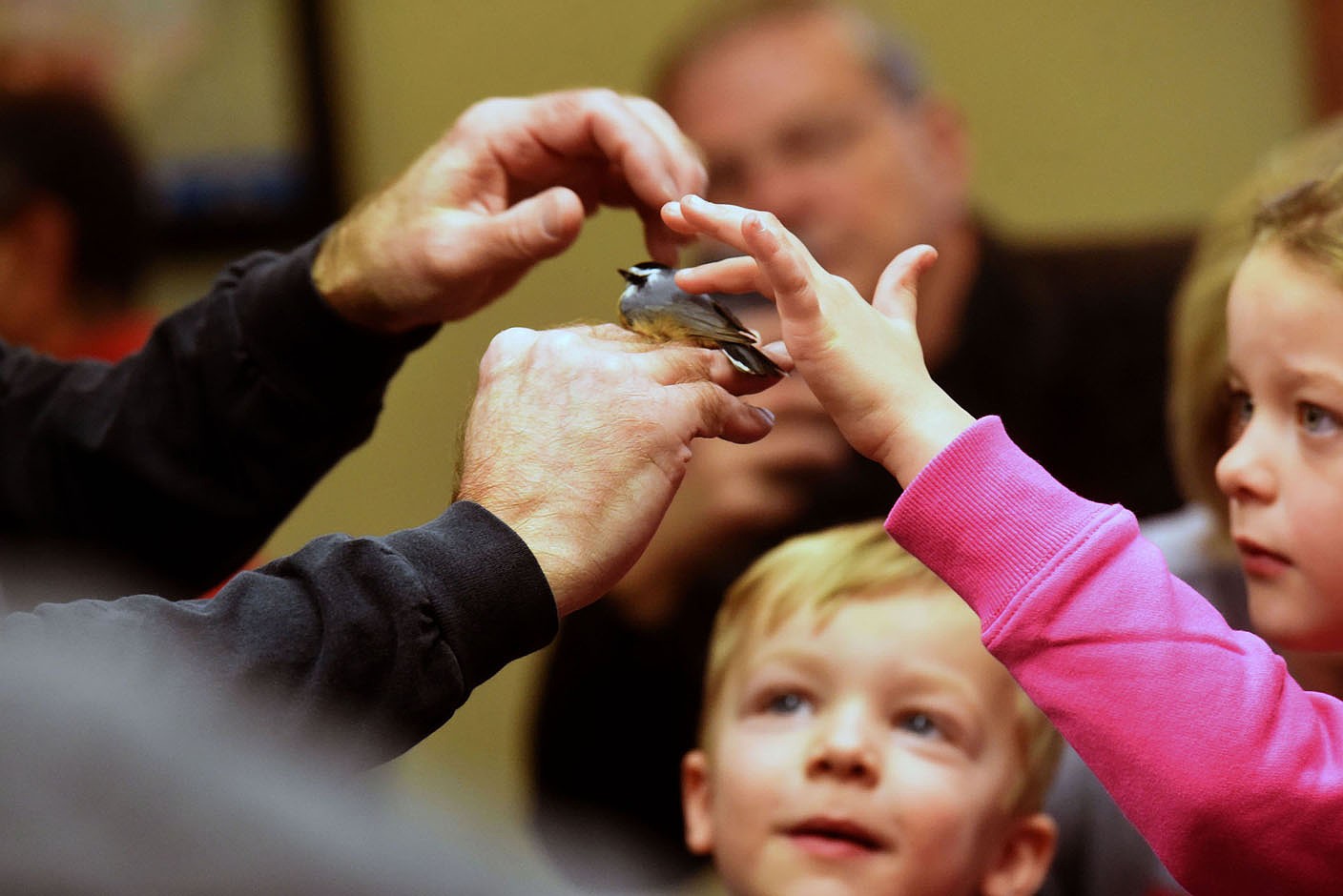 NWA outdoor briefs: Learn how wildlife survive winter, catch a rainbow ...