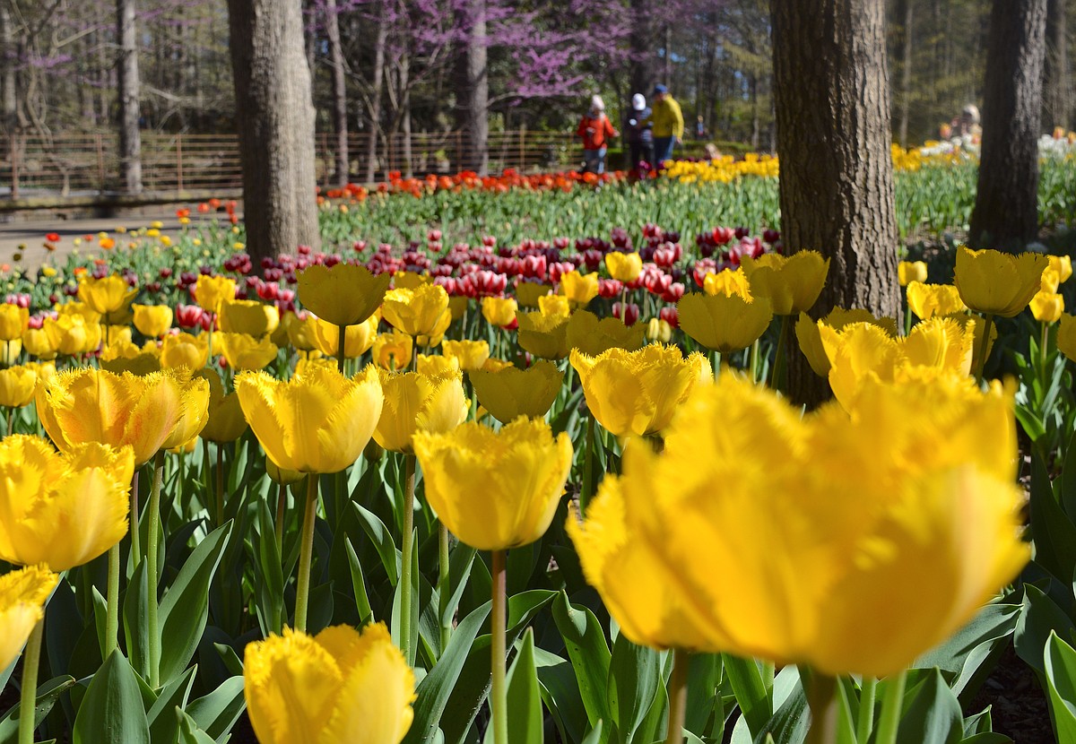 WATCH | Spa City sees uptick in visitors as states take spring break ...