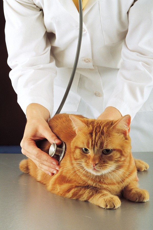 Hypertension in cats | Hot Springs Sentinel Record