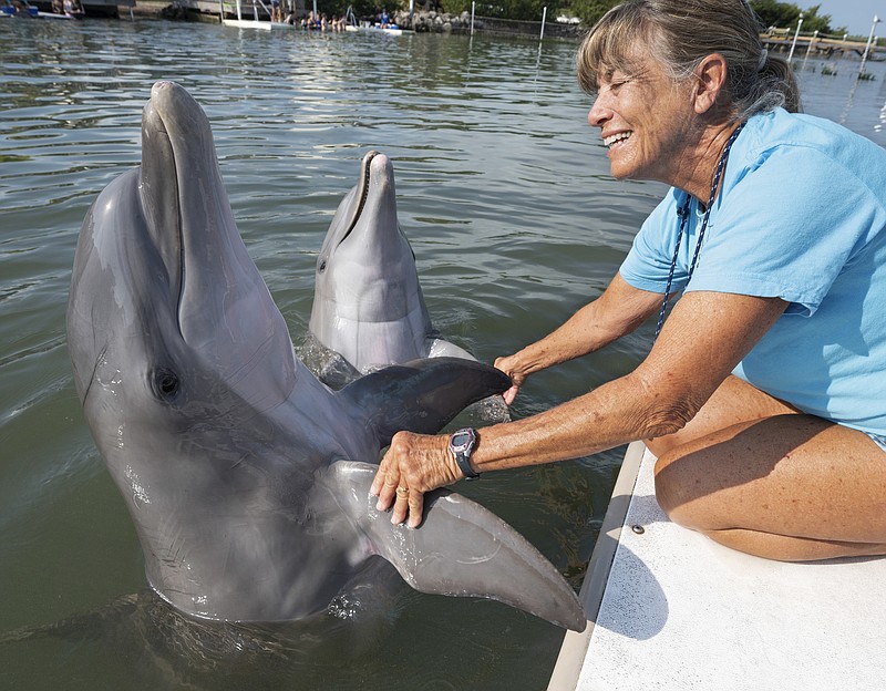 Rescued dolphin thrives year after arriving in Florida Keys | Jefferson ...