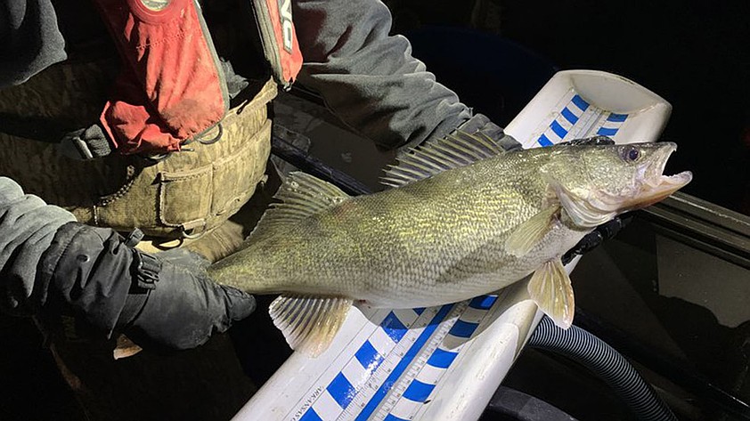 Walleye project adds to natural spawn | Northwest Arkansas Democrat-Gazette