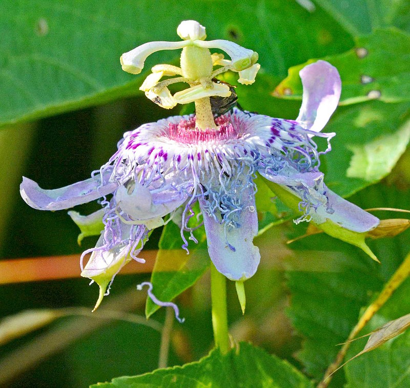 Council authorizes purchase of Gentry prairie remnant | Westside Eagle ...