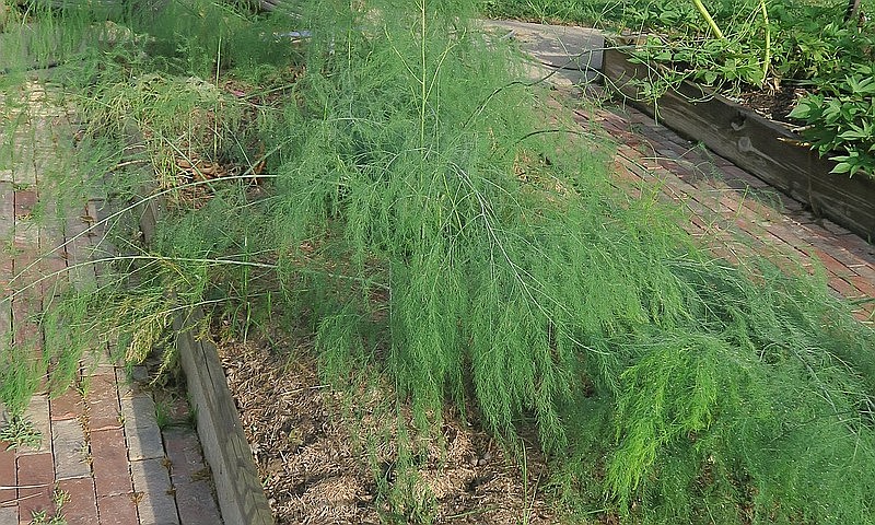 In the garden: Slow-growing asparagus, unknown tree and more winter ...