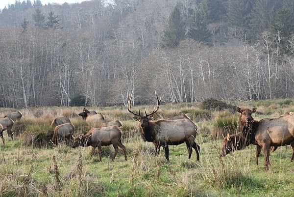 Recovering Americas Wildlife Act Returns For Another Round Fulton Sun