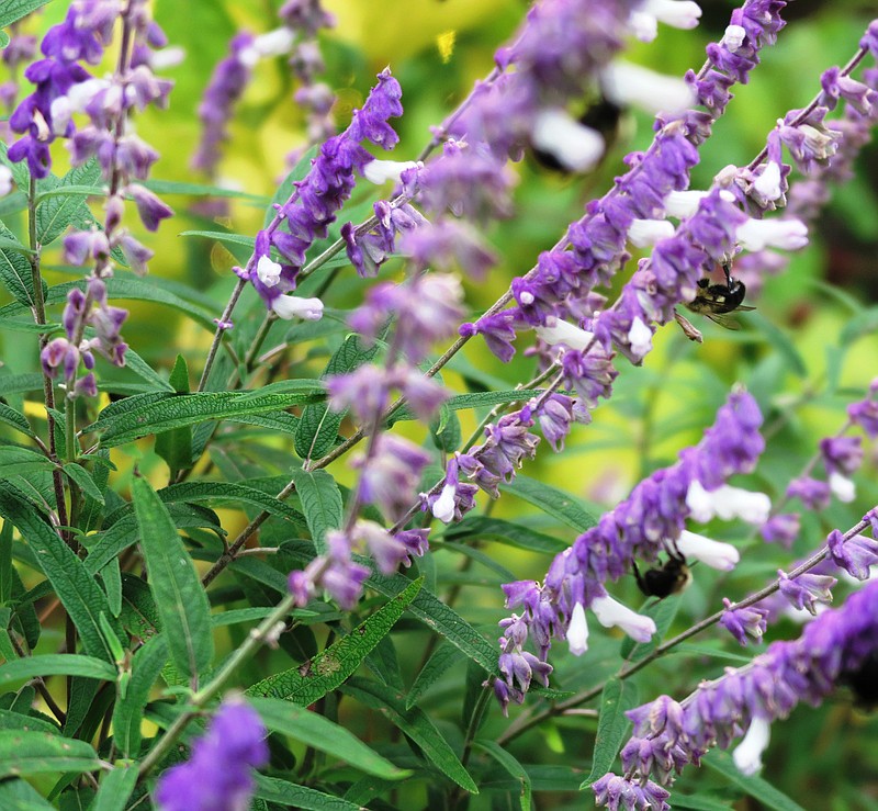 Planted in the right spot, these perennials grace Arkansas gardens with ...