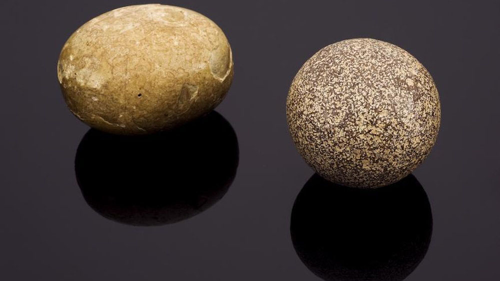 OPINION | Curtis Varnell: ‘Mad stone’ once believed to cure snake bite ...