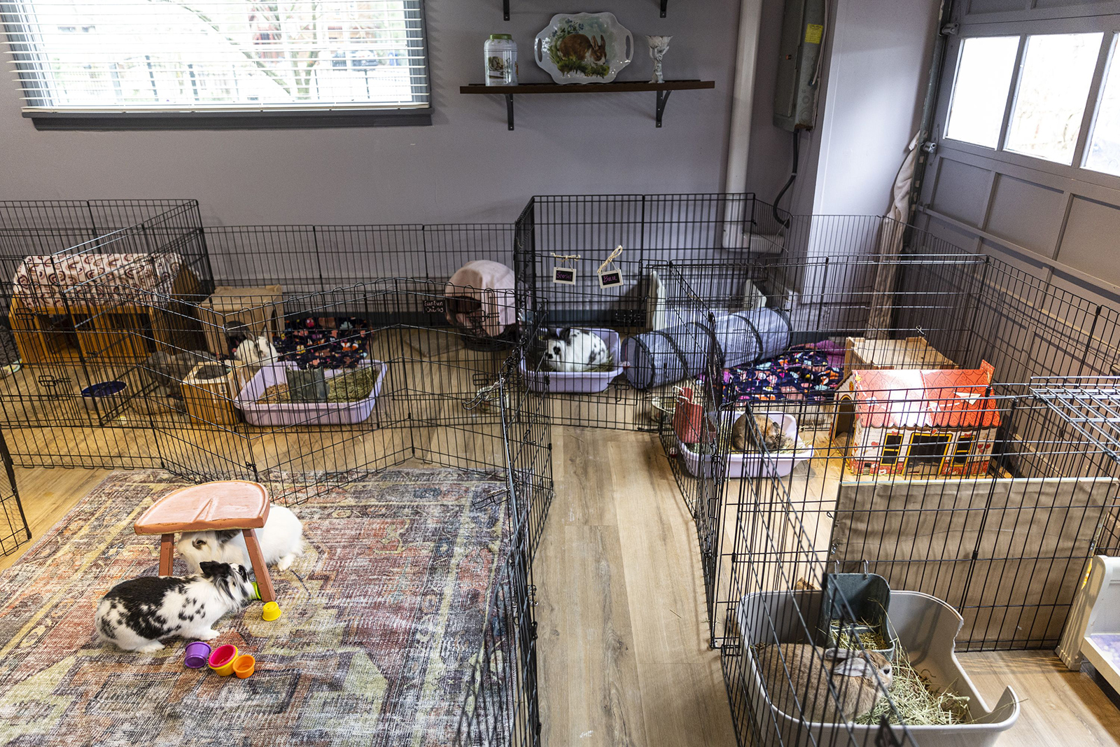 She turned her Jersey garage into a rabbit café. Bunny snugglers are ...