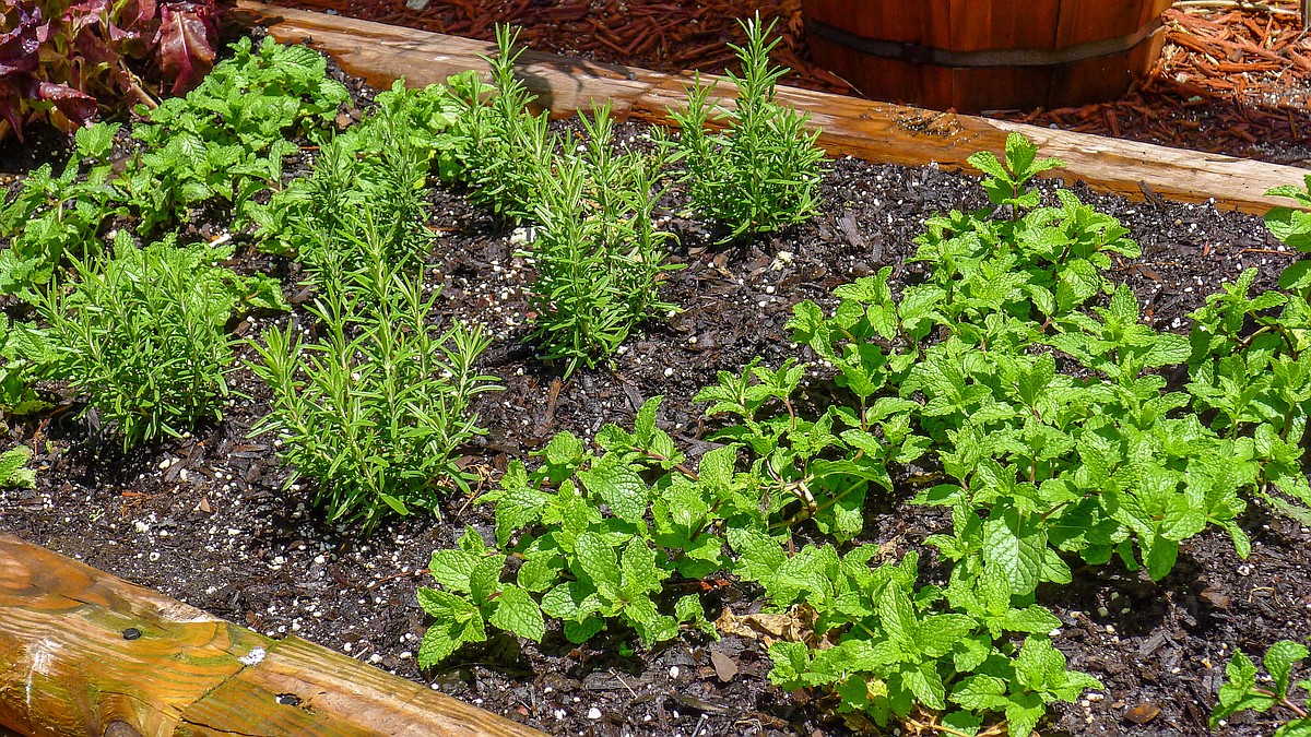 Time to try cooking with fresh herbs | Hot Springs Sentinel Record