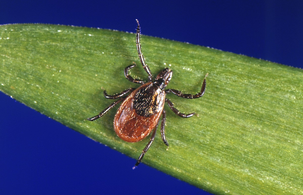 What to know about tick, Lyme season following a mild winter ...