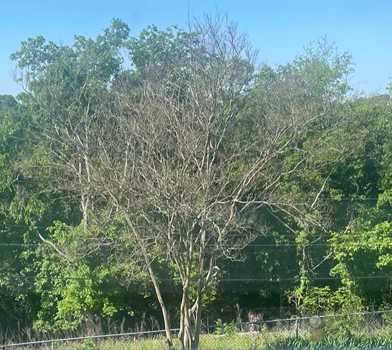 In the garden: Late crape myrtles, slow peonies and too many ...