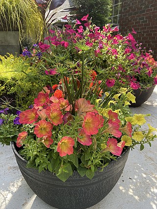 On Gardening: Persimmon petunia is perpetuating a plant panic ...