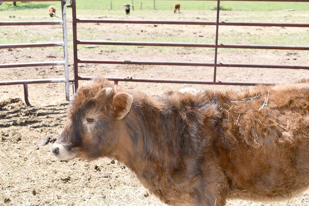 Martin raises exotic cattle on hobby farm | The McDonald County Press