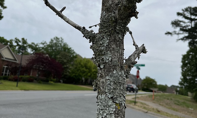IN THE GARDEN: Lots of lichen won’t kill ginkgo tree, but it does ...