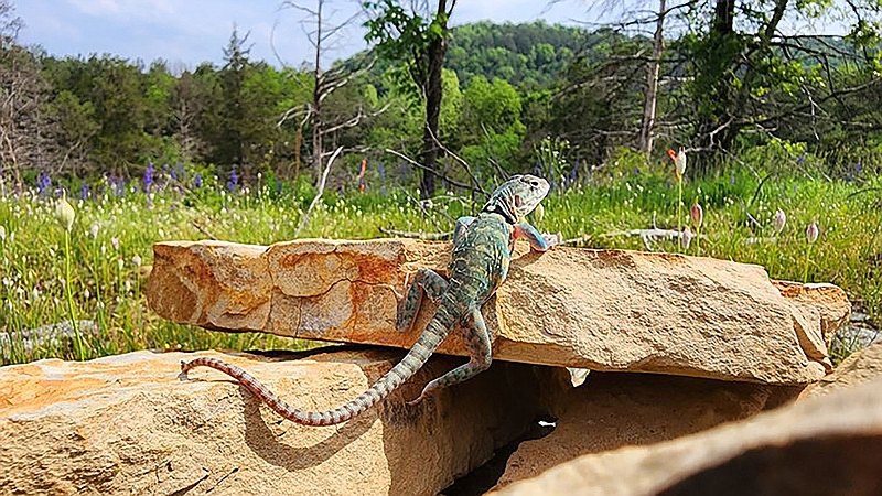 Zoo breeding program leads to more lizards in Arkansas glades