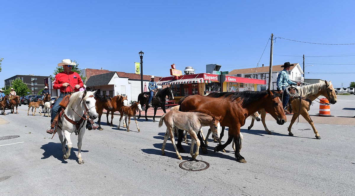 Cowboys drive horses through Springdale's Emma Avenue for rodeo ...