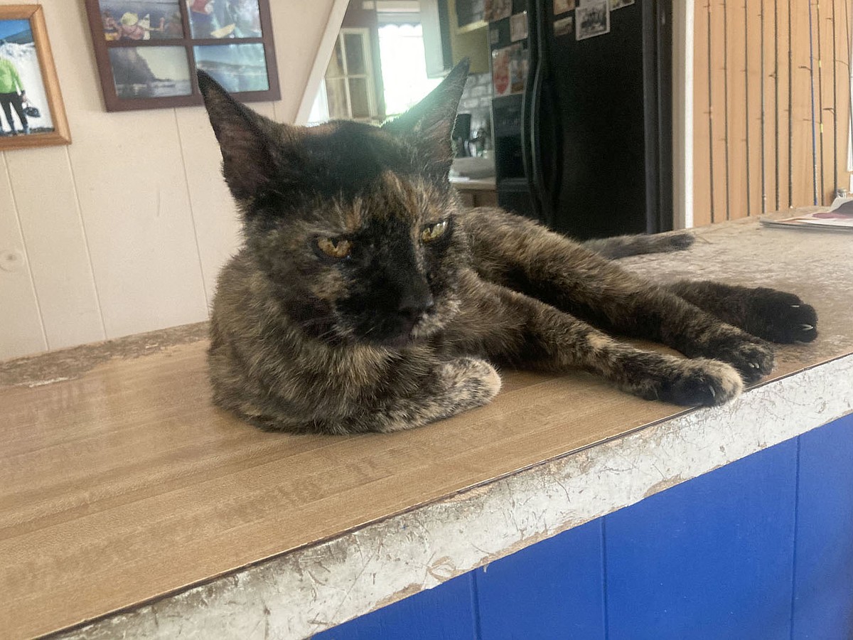 OPINION | Flip Putthoff: It’s down to one cat’s nose in fish story ...