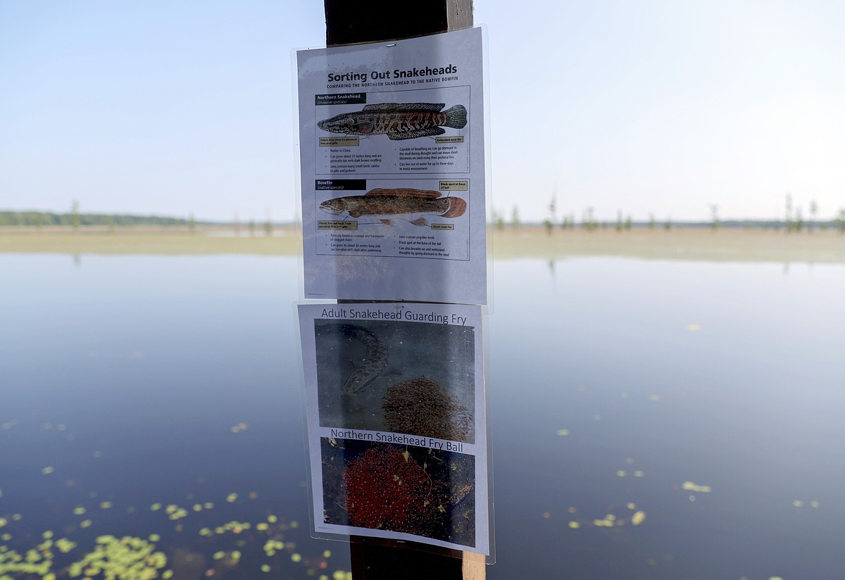 Invasive northern snakehead fish found again in southeastern Missouri ...