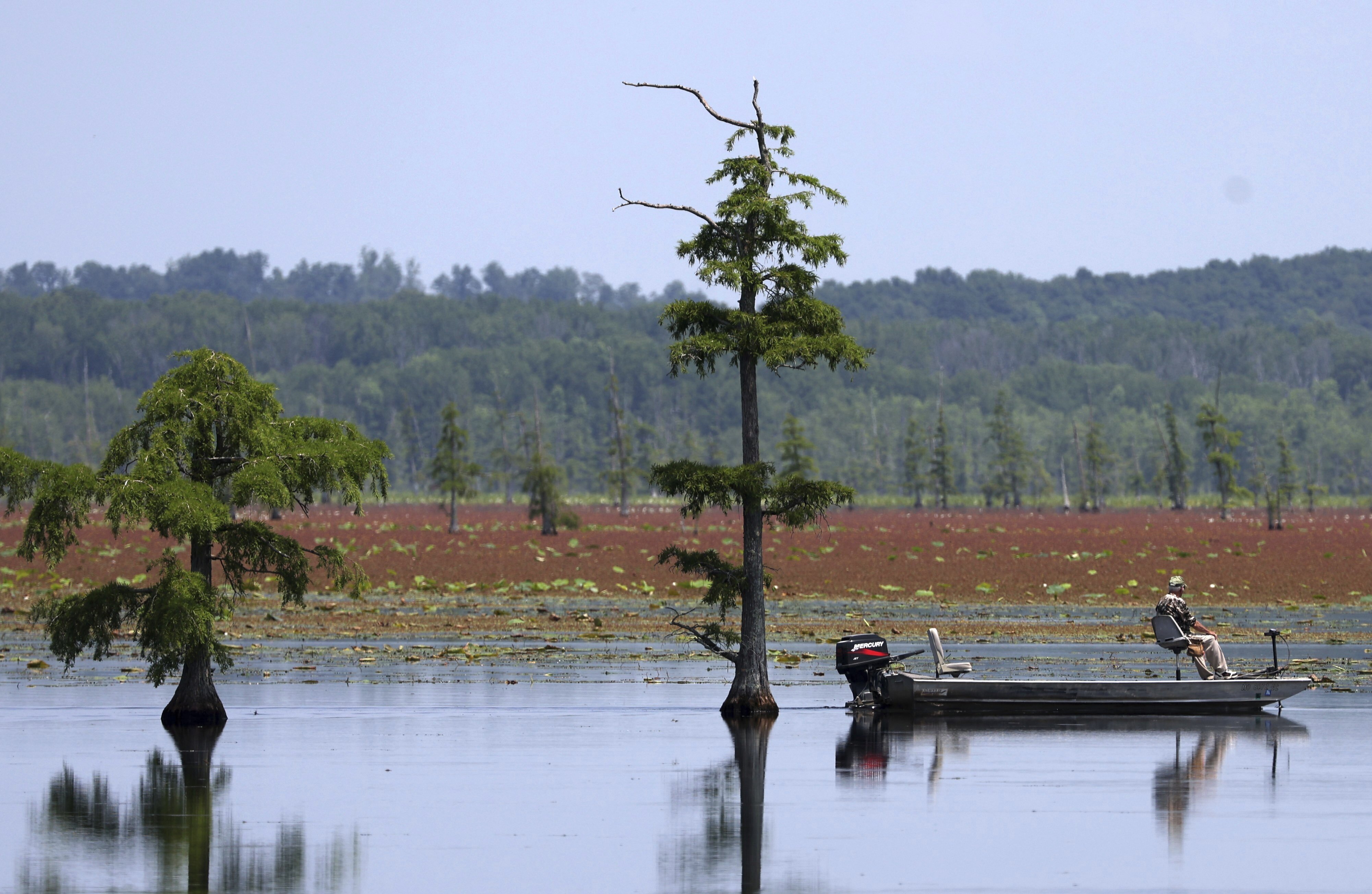 Invasive northern snakehead fish found in southeastern Missouri for ...