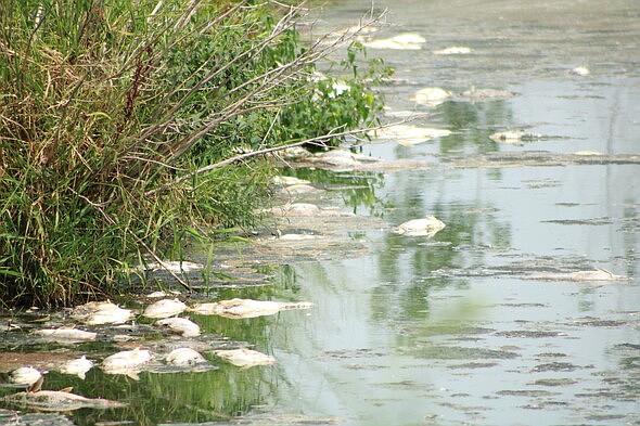 MDC determines Lake of the Ozarks fish died of natural events ...