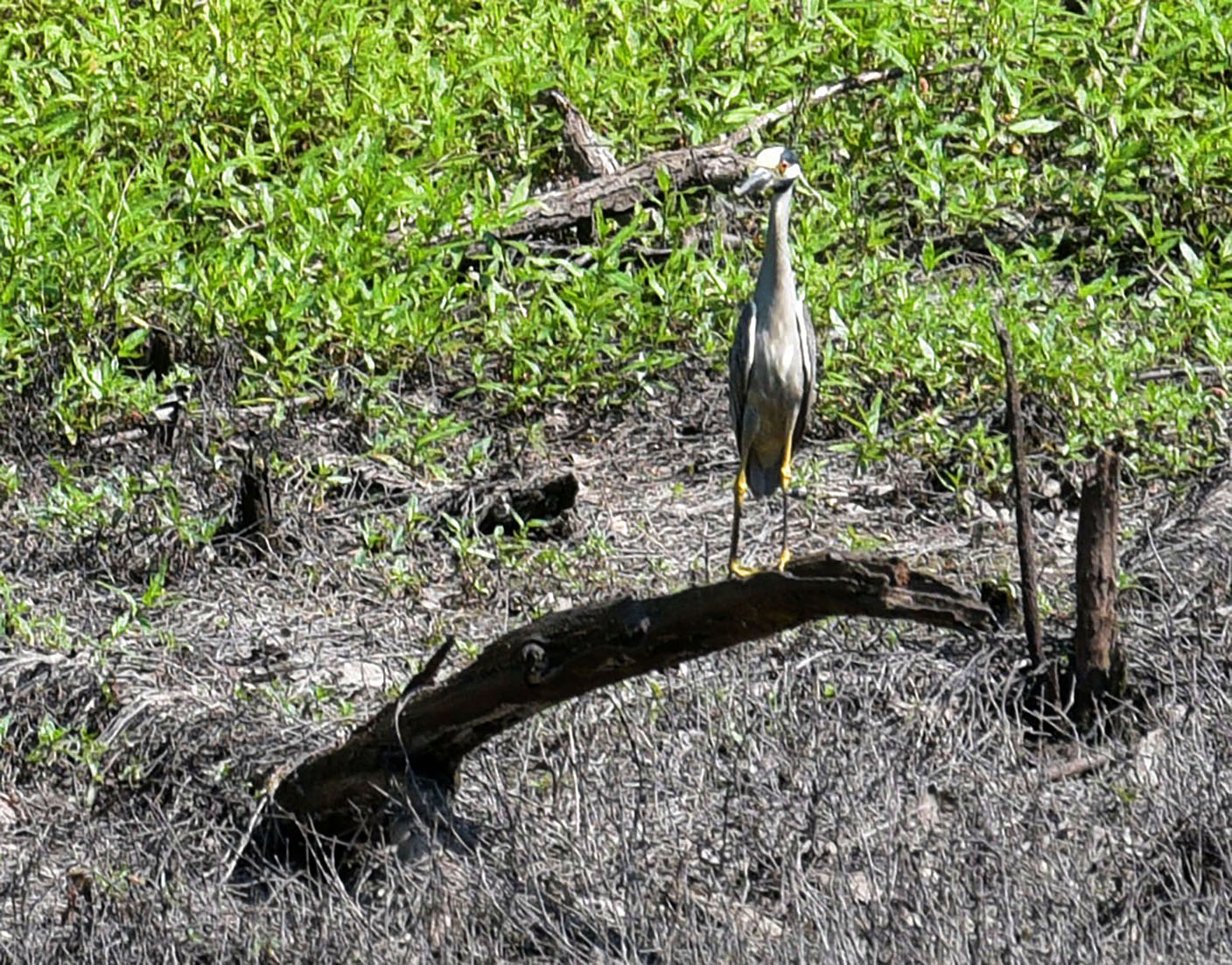 Siloam Springs' Logan Springs Preserve offers chance to commune with ...