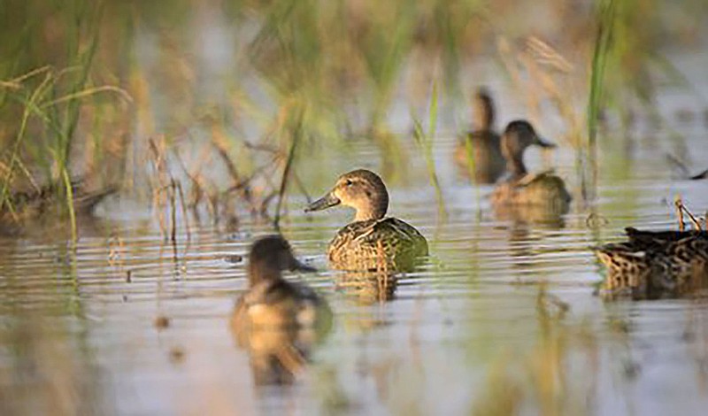 Project expands hunting land at Frog Bayou | The Arkansas Democrat ...