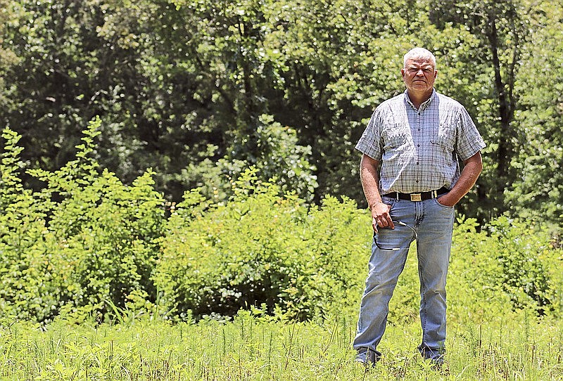 Blight confirmed in some Arkansas trees, but investigation into causes ...