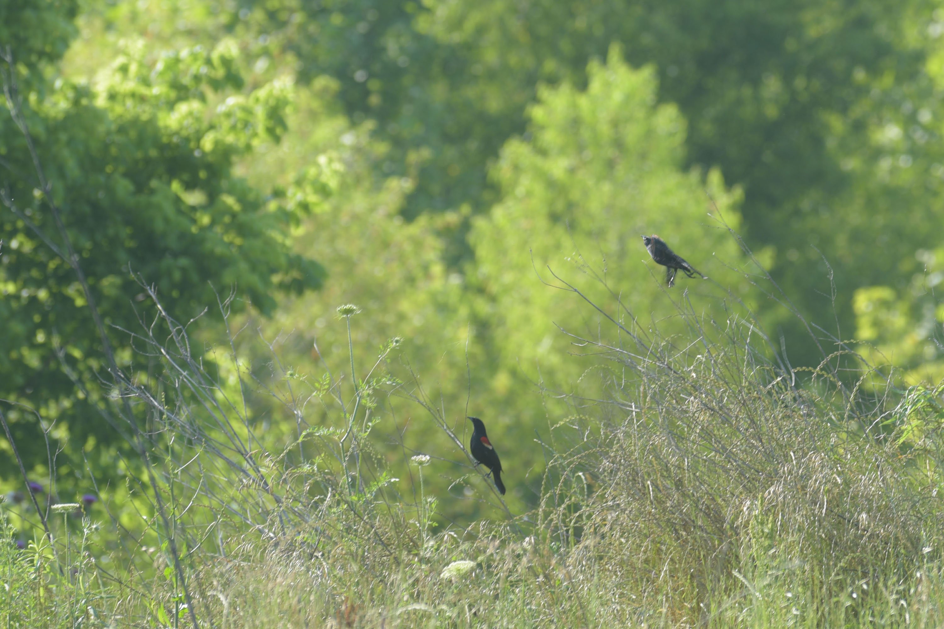 Logan Springs Preserve offers chance to commune with nature | Westside ...