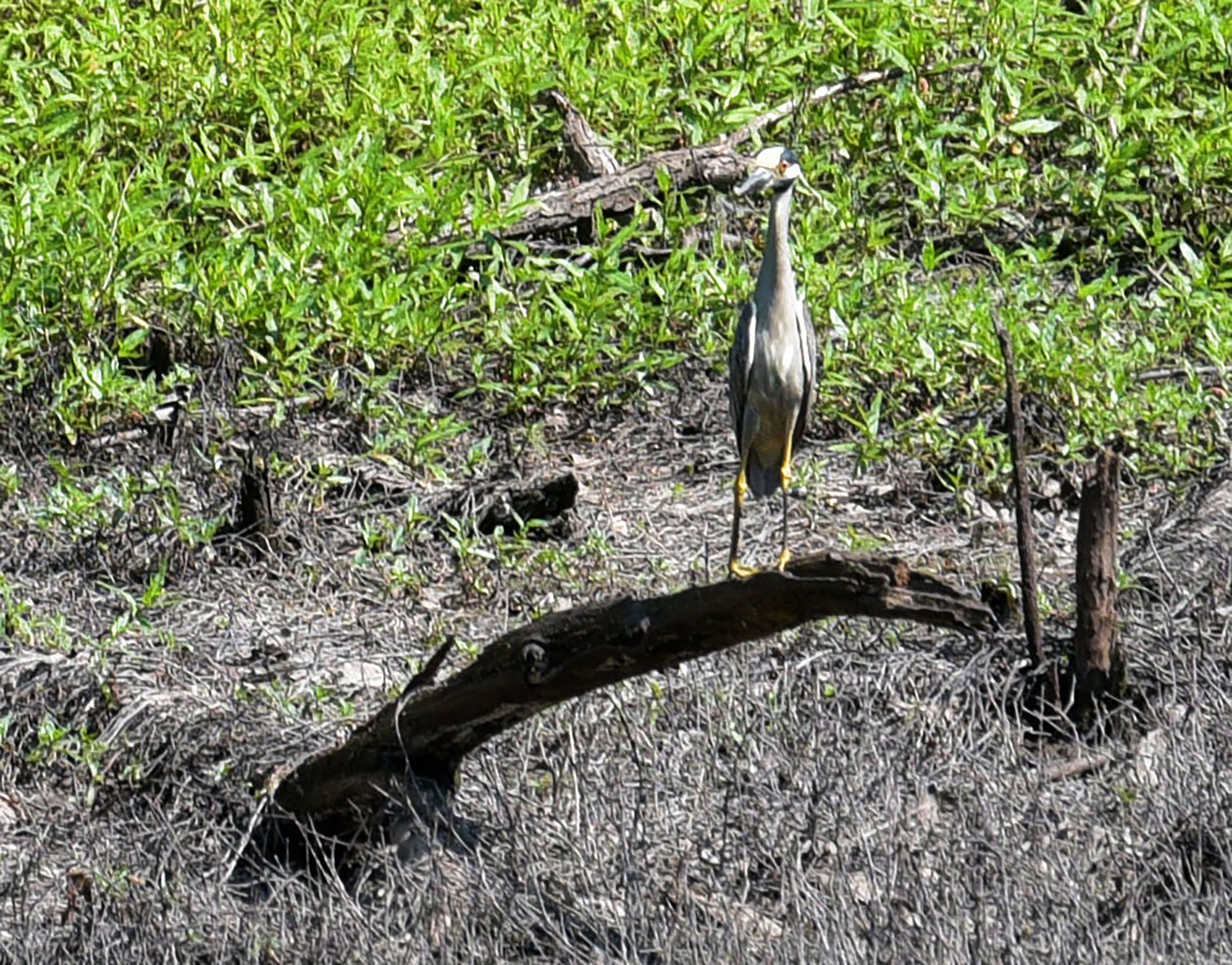 Logan Springs Preserve offers chance to commune with nature | Westside ...
