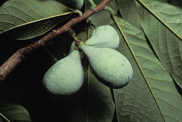 The unsung pawpaw is a delicious, low-maintenance, native North ...