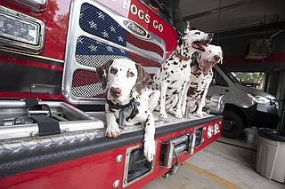 Dalmatians bring much-needed relief, fire safety awareness to ...