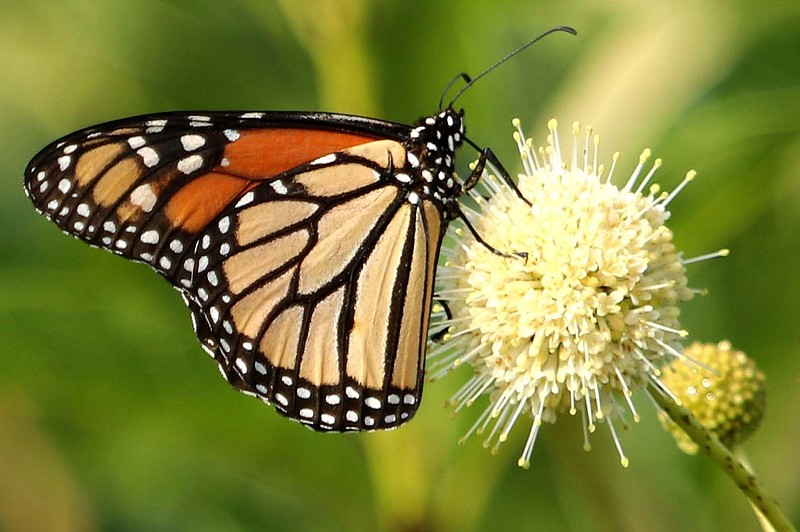 Majestic monarch | Westside Eagle Observer