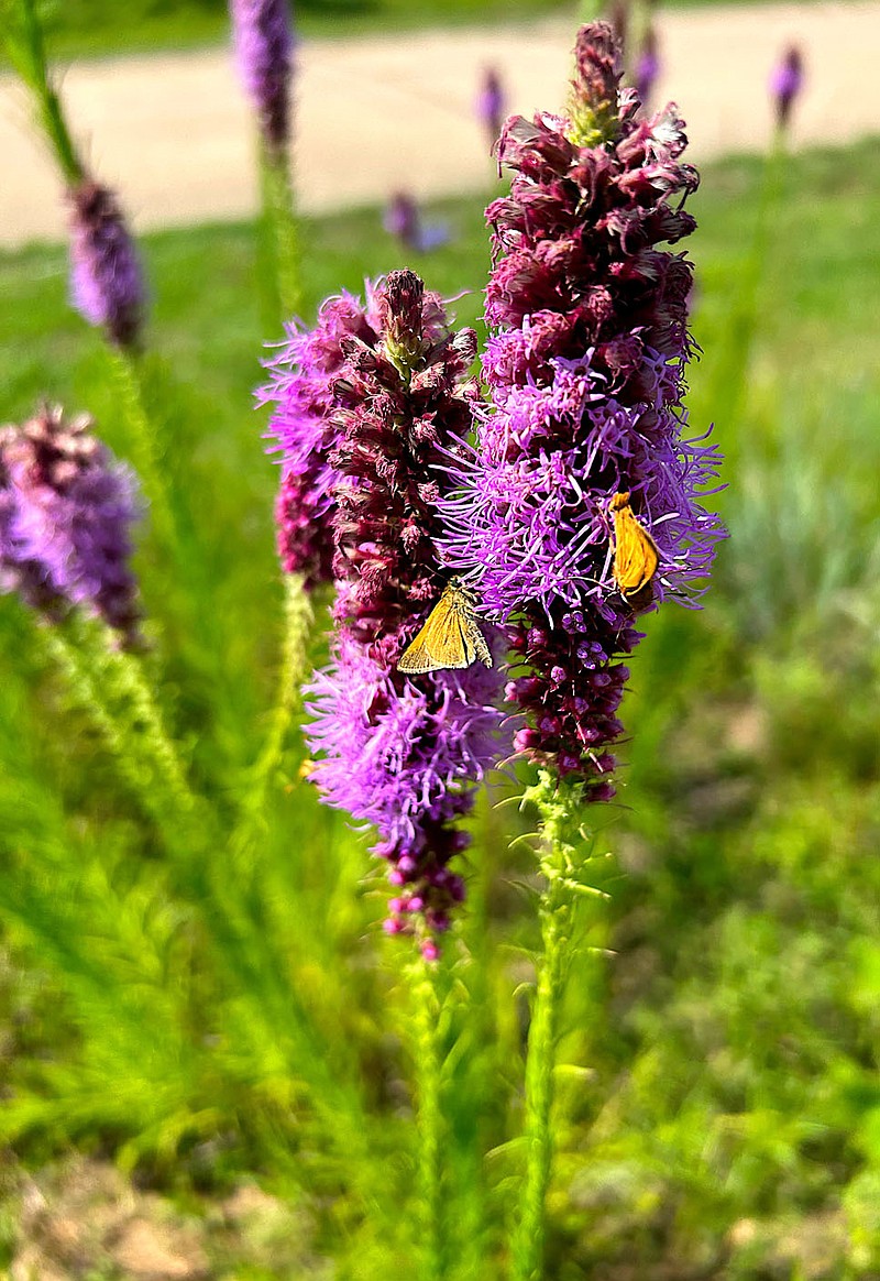 Native Prairie Flower | Westside Eagle Observer