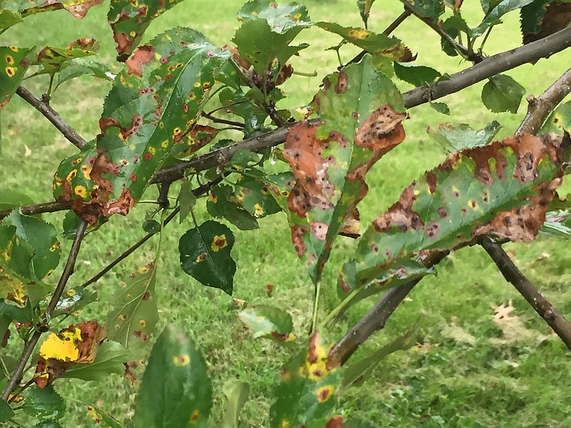 Arkansas plants and trees are under attack from diseases and insects ...