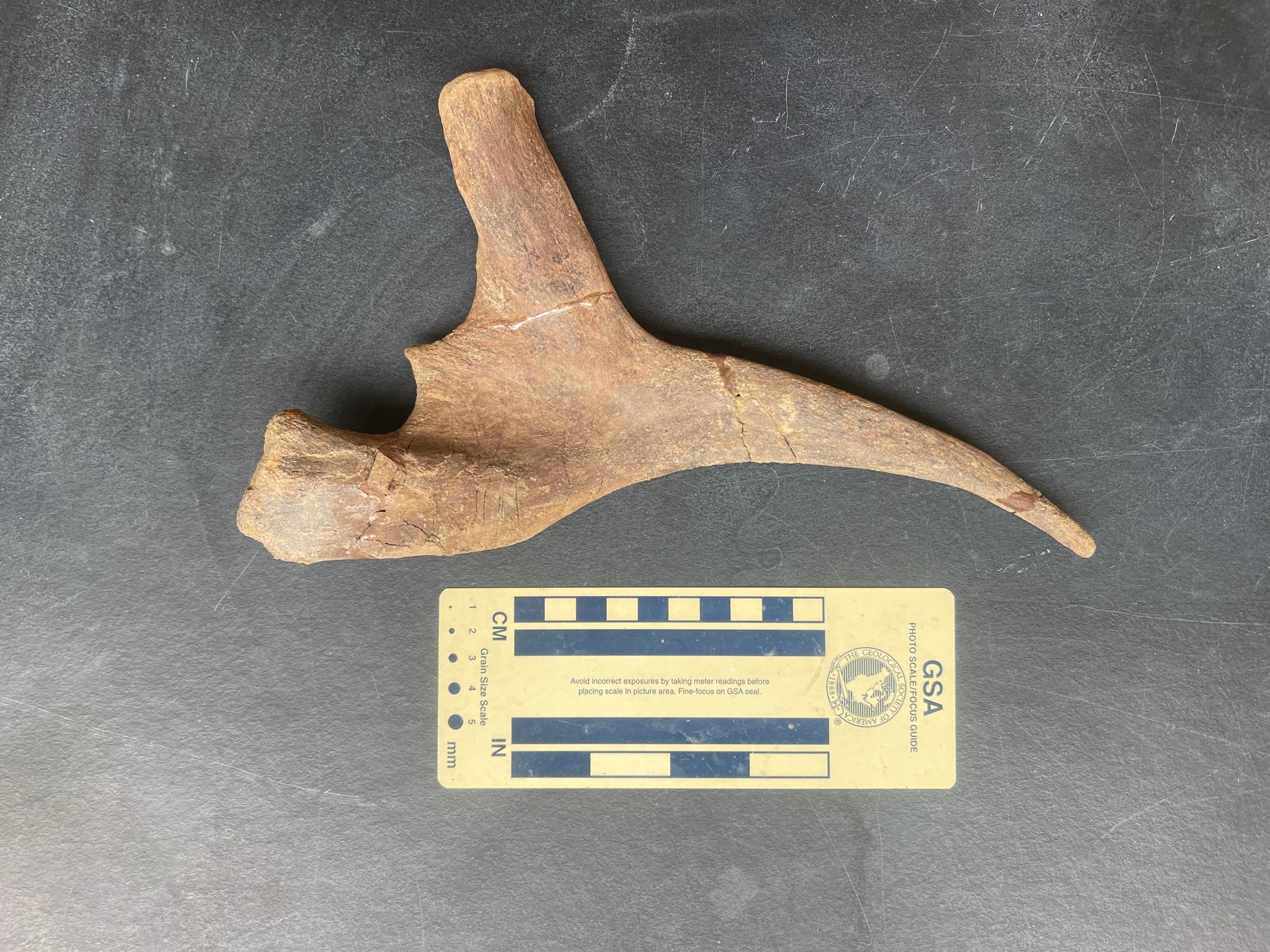 Westminster students, faculty continue dinosaur excavation | Fulton Sun