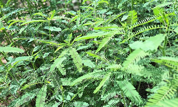 In the garden: Mystery plant ID, tasty hostas, tree pruning | El Dorado ...