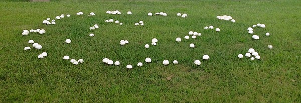 Pages of Life — It’s Time for Fairy Rings | Fulton Sun