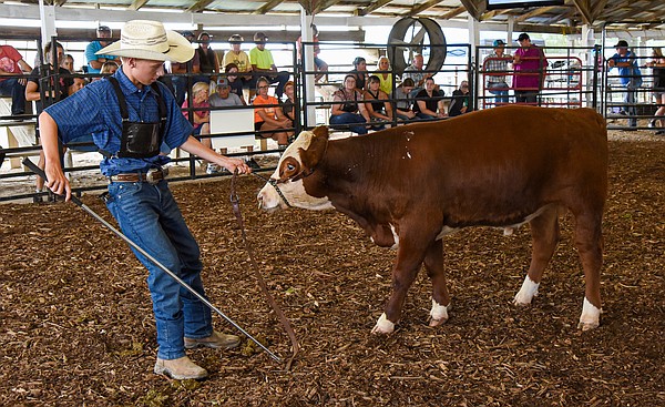 Youth exhibit their entries in annual beef breeding show at fair ...