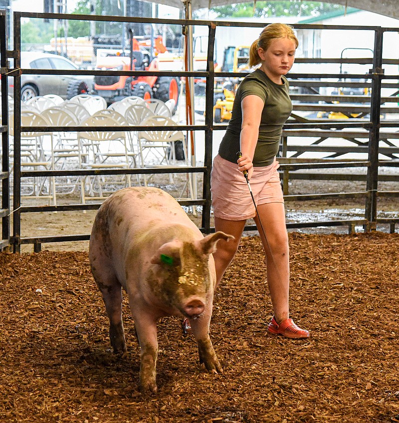 Youths showcase hogs at county fair | Jefferson City News Tribune