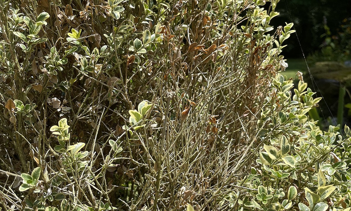 Bruised boxwoods, strange sumacs and preventing tree damage | El Dorado ...