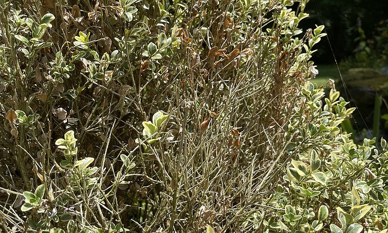 Bruised boxwoods, strange sumacs and preventing tree damage | El Dorado ...