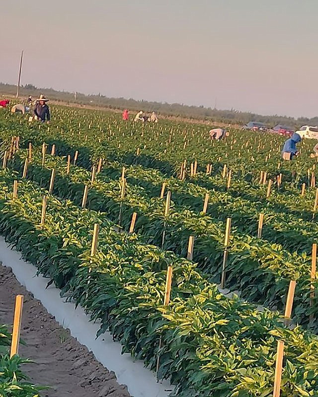 Organizaciones pro-inmigrantes exigen más leyes federales para proteger ...