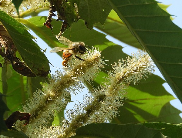 FYI Calendar: Joe Neal speaks on pollinators Sunday at Hobbs State Park ...