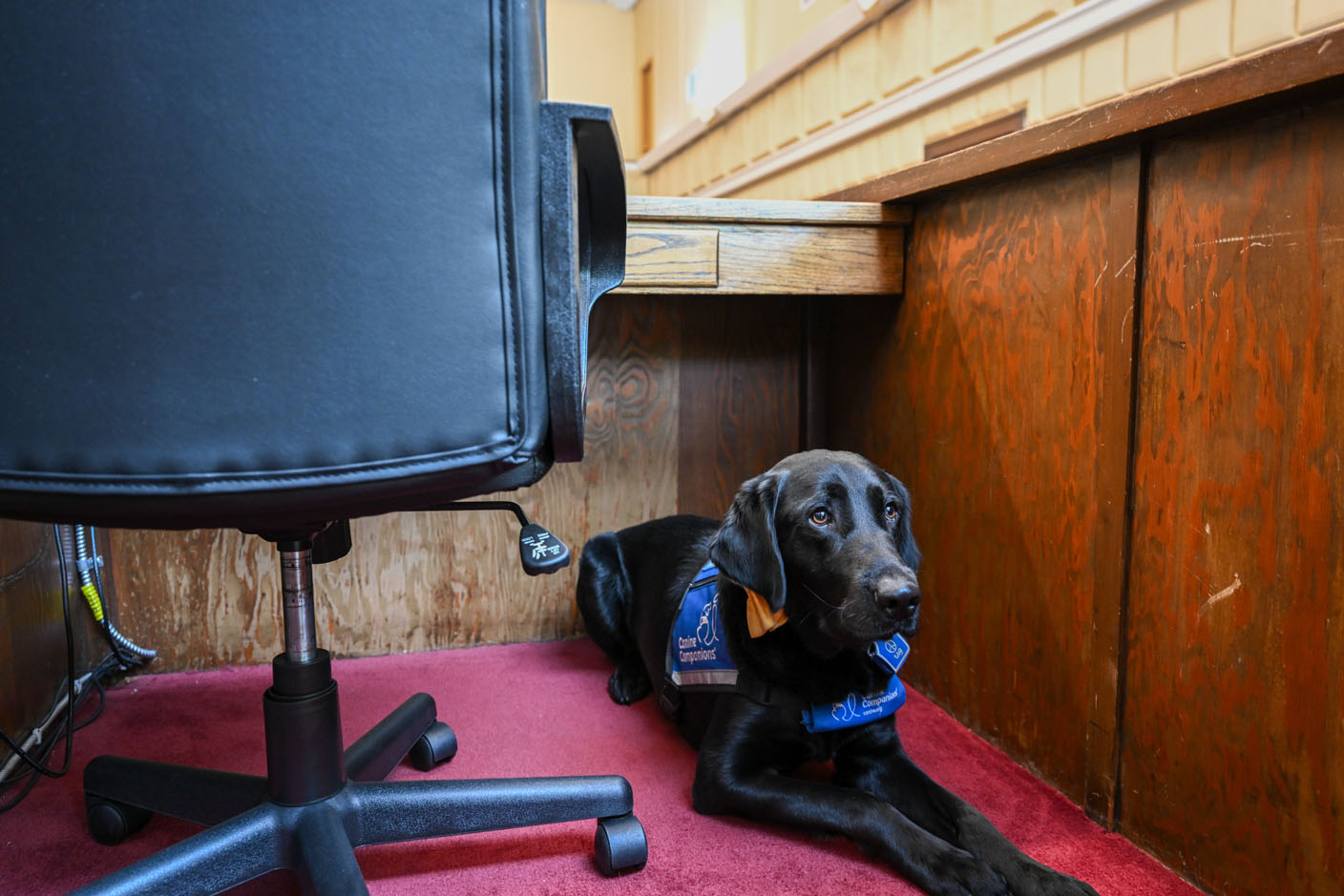Ari the dog brings ‘calming presence’ to courthouse proceedings in ...