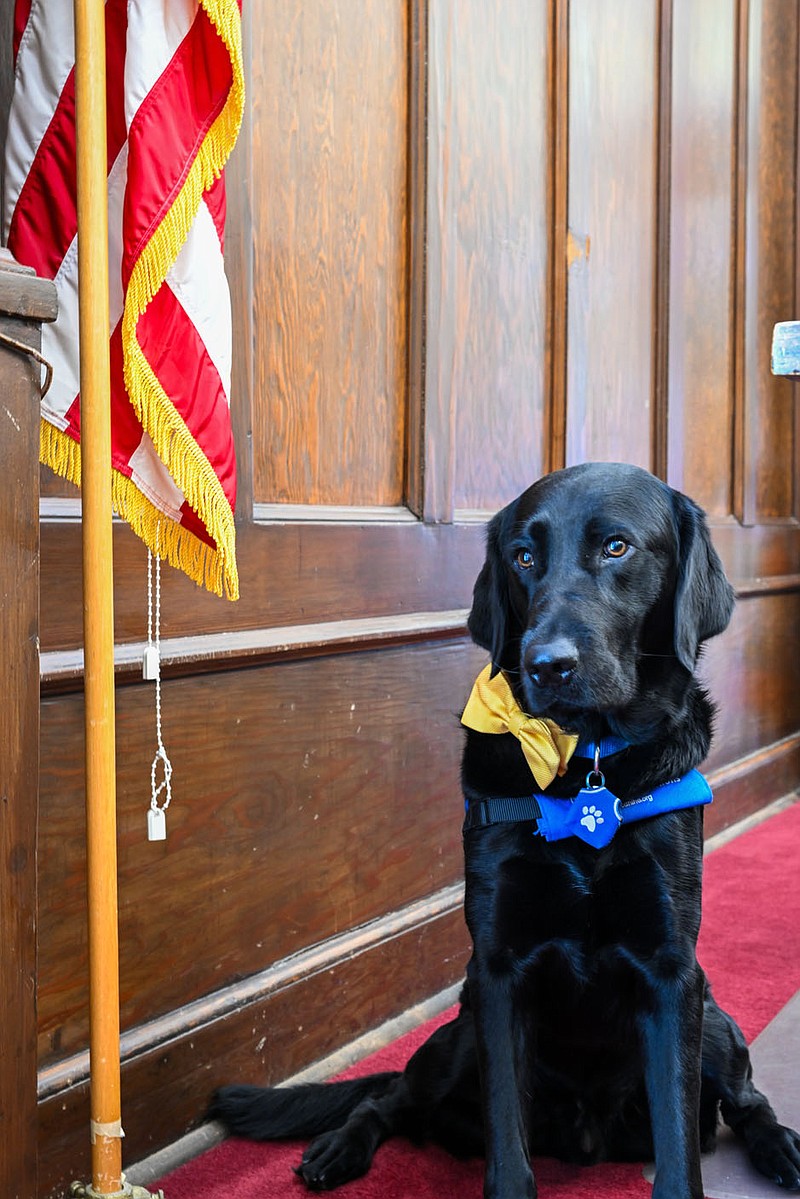 Ari the dog brings ‘calming presence’ to courthouse proceedings in ...